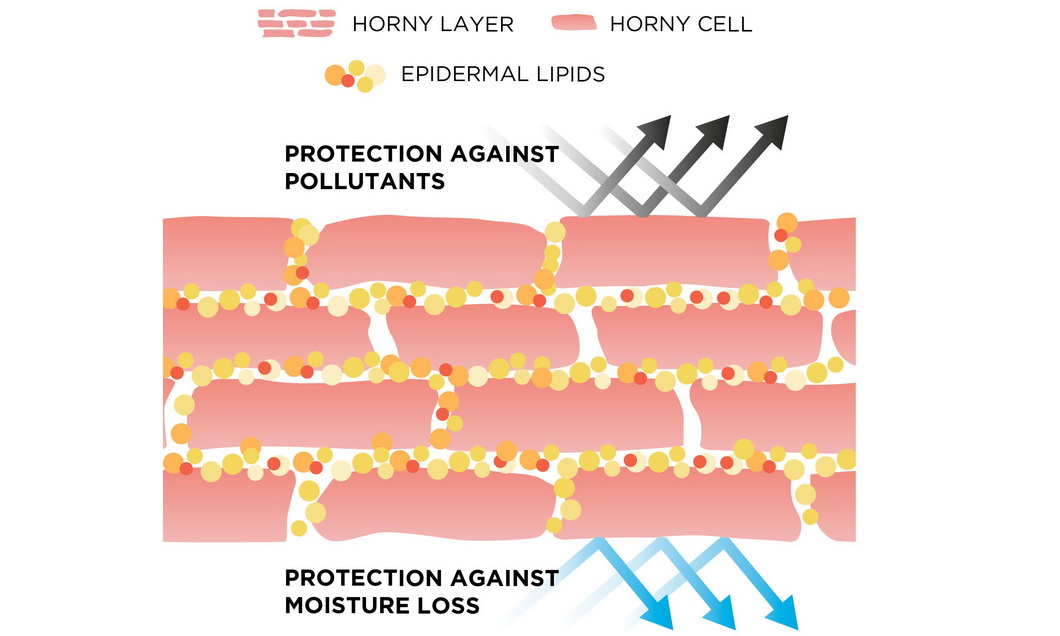 KOŽA - 1.del: Barierna funkcija kože | Naravni kotiček