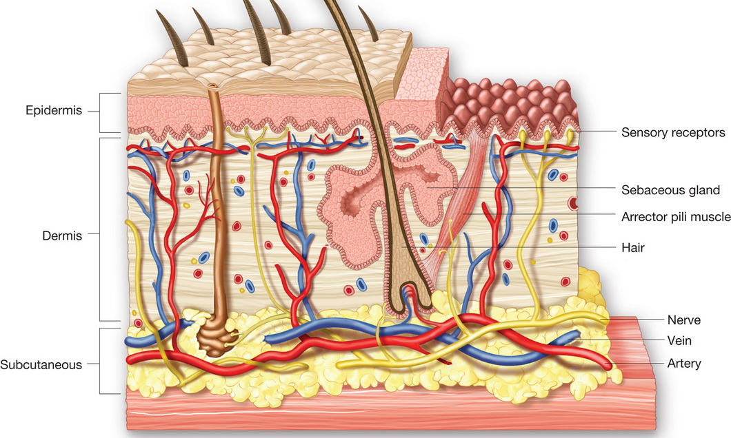 Kako je zgrajena naša koža in katere funkcije opravlja | Naravni kotiček
